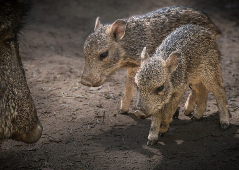 Chacoan Peccary - Los Angeles Zoo and Botanical Gardens