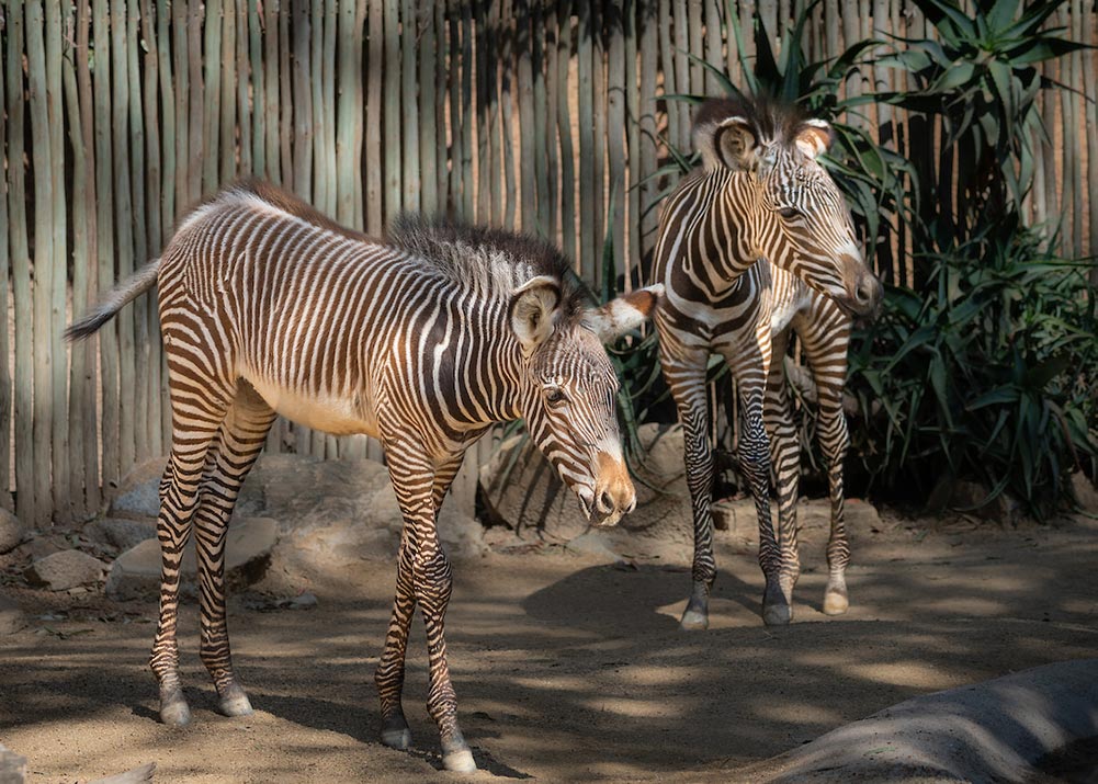 Grevy’s Zebra - Los Angeles Zoo and Botanical Gardens