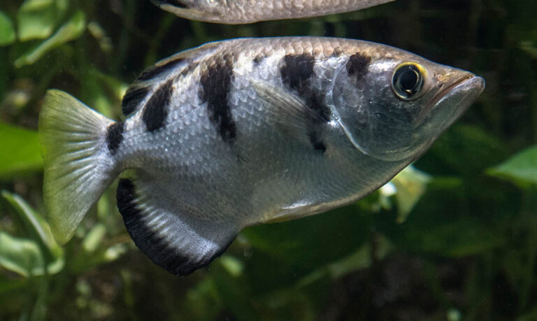 Banded Archerfish - Los Angeles Zoo and Botanical Gardens