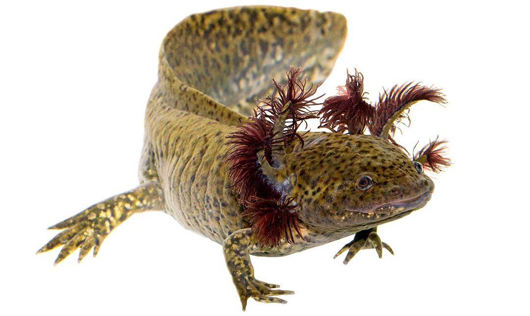 Axolotl - Los Angeles Zoo and Botanical Gardens