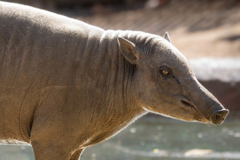 Babirusa | Los Angeles Zoo and Botanical Gardens (LA Zoo)