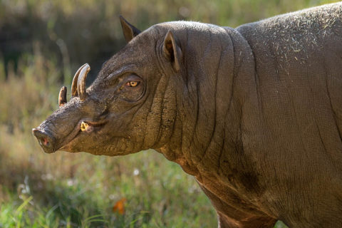 Babirusa - Los Angeles Zoo and Botanical Gardens (LA Zoo)