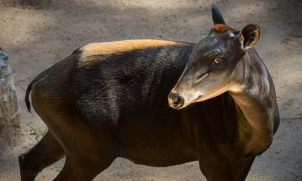 Yellow-Backed Duiker - Los Angeles Zoo and Botanical Gardens
