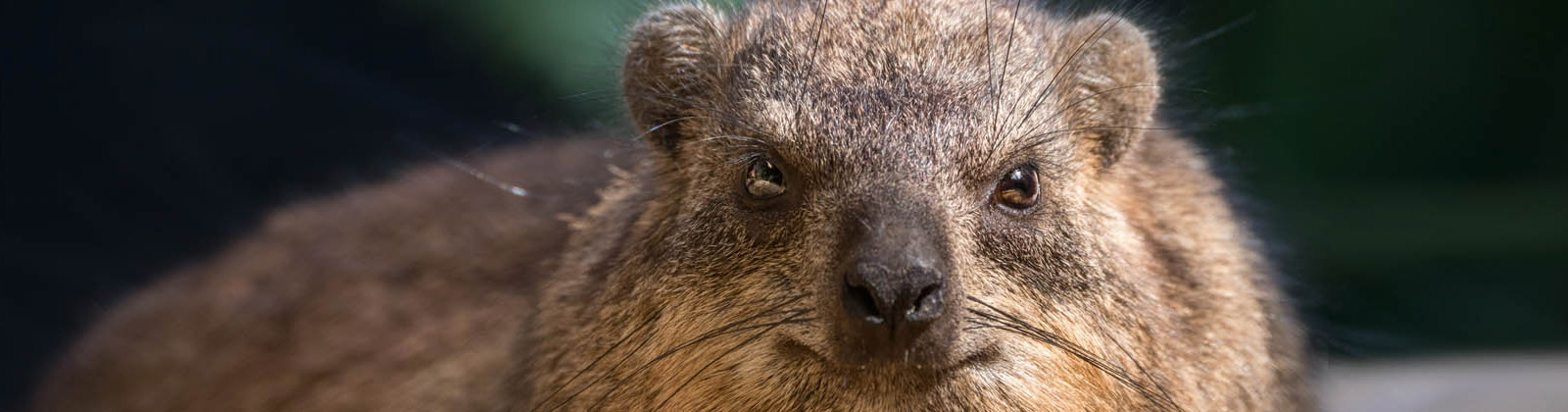 Mammals - Los Angeles Zoo and Botanical Gardens (LA Zoo)
