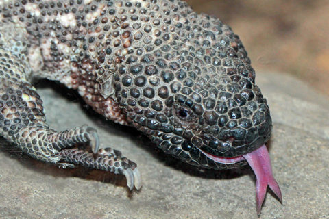 Mexican Beaded Lizard - Los Angeles Zoo and Botanical Gardens (LA Zoo)