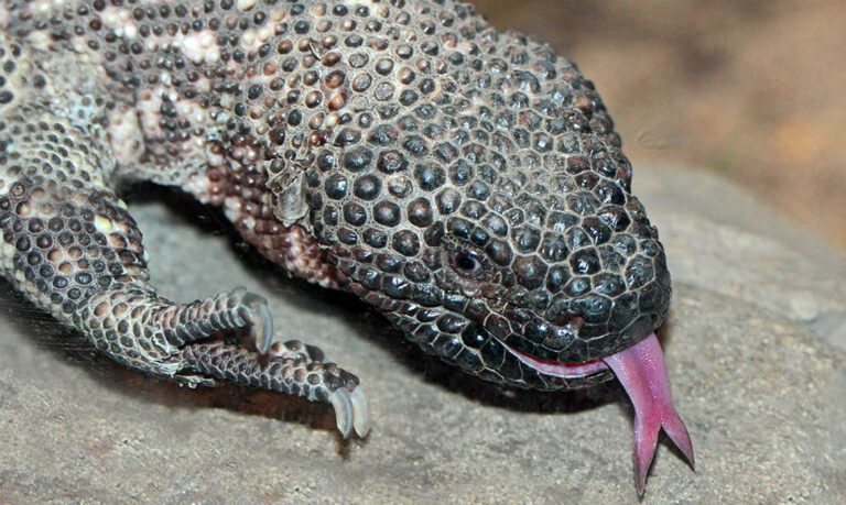 Mexican Beaded Lizard - Los Angeles Zoo and Botanical Gardens