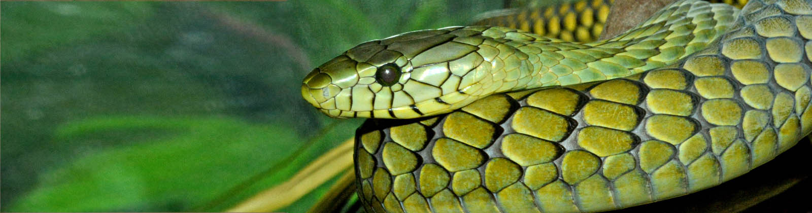 Reptiles - Los Angeles Zoo and Botanical Gardens (LA Zoo)