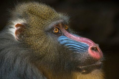 Mandrill - Los Angeles Zoo and Botanical Gardens (LA Zoo)
