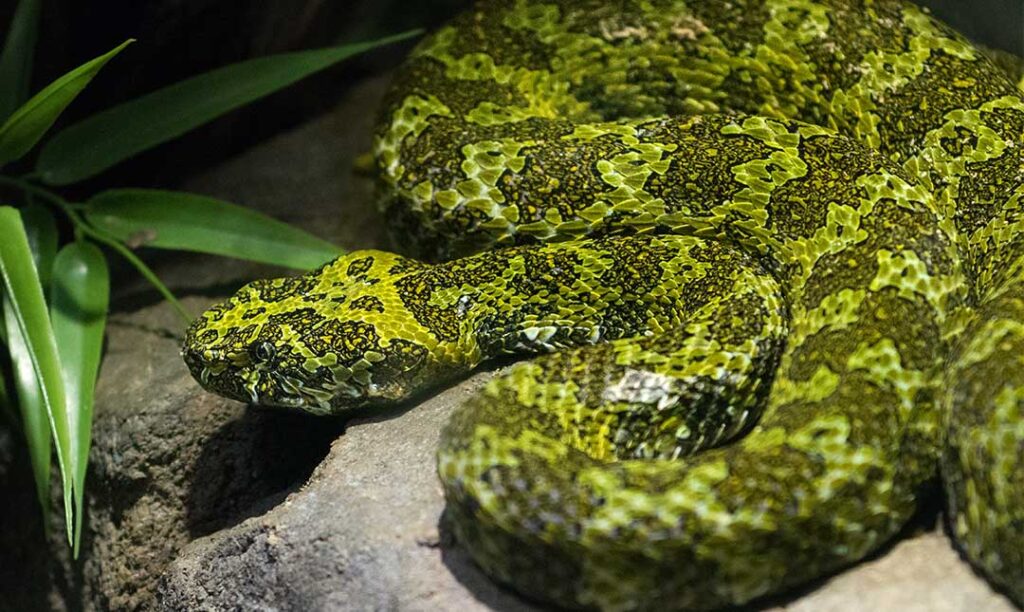 Mangshan Pit Viper - Los Angeles Zoo and Botanical Gardens