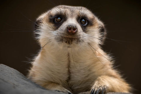 Meerkat - Los Angeles Zoo and Botanical Gardens (LA Zoo)