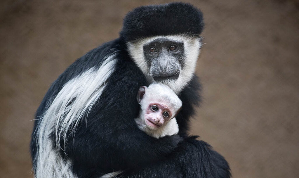 Black-and-White Colobus - Los Angeles Zoo and Botanical Gardens