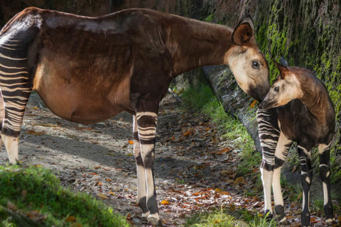 Okapi - Los Angeles Zoo and Botanical Gardens (LA Zoo)