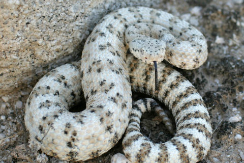 Rattlesnake - Los Angeles Zoo and Botanical Gardens (LA Zoo)
