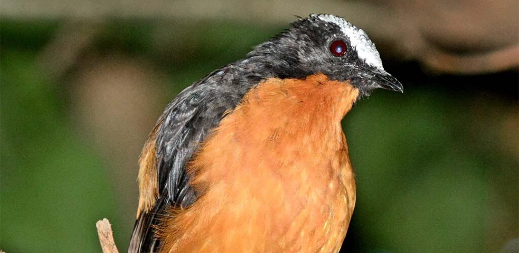 White Crowned Robin-chat - Los Angeles Zoo and Botanical Gardens