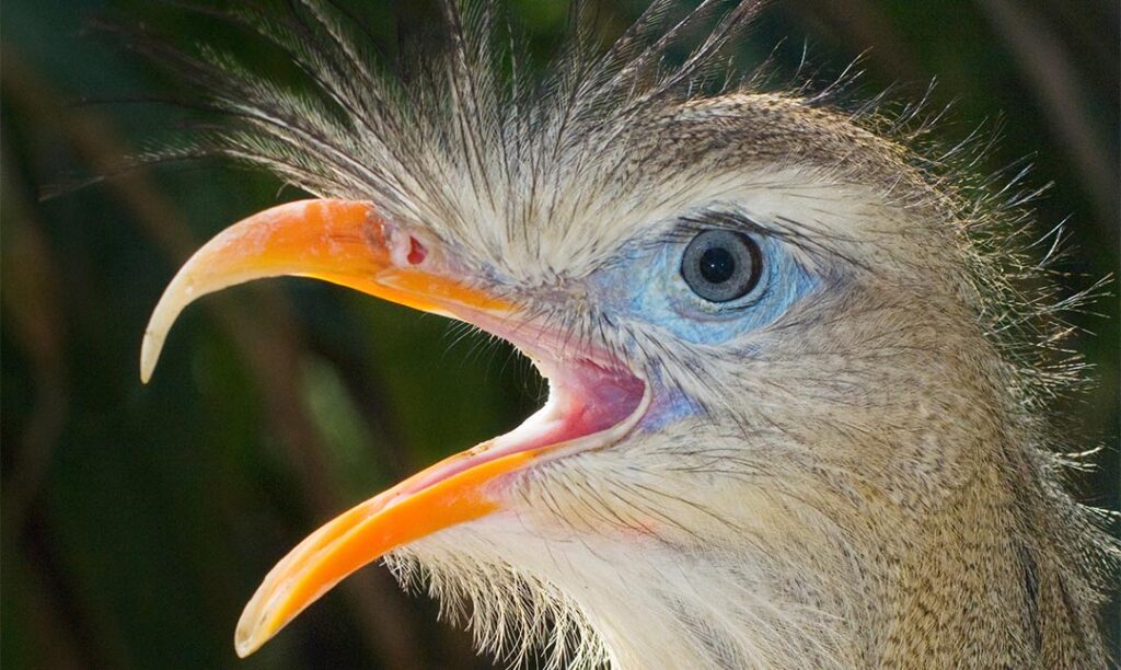 Red-Legged Seriema - Los Angeles Zoo and Botanical Gardens