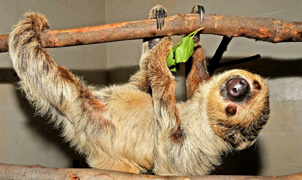 Linné’s Two-Toed Sloth - Los Angeles Zoo and Botanical Gardens