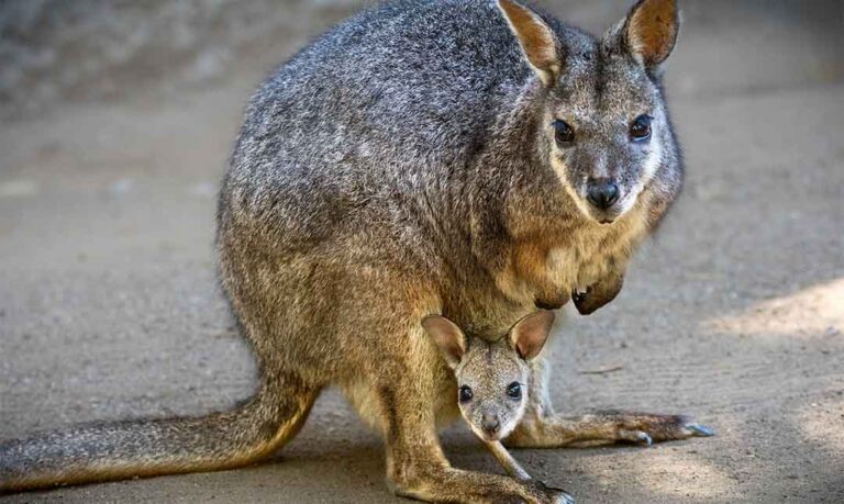 Tammar Wallaby - Los Angeles Zoo and Botanical Gardens