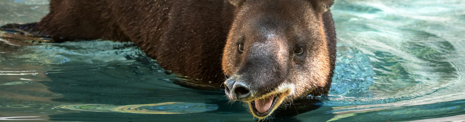Animal Adaptations - Los Angeles Zoo and Botanical Gardens