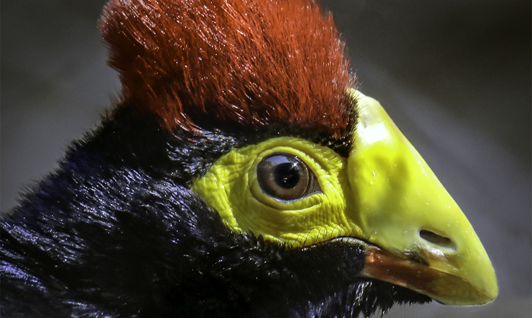 Turaco - Los Angeles Zoo and Botanical Gardens