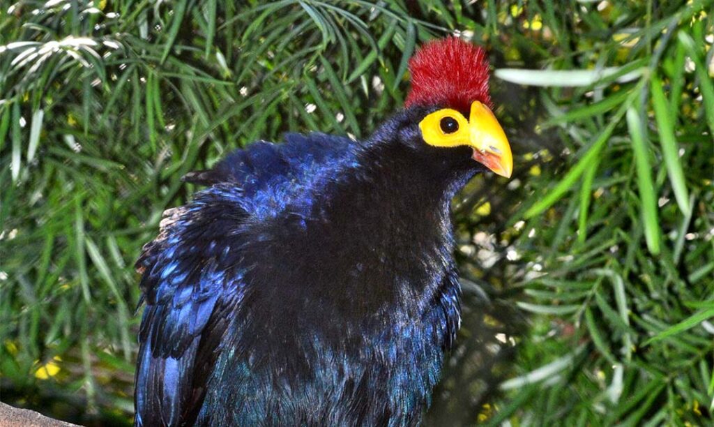 Turaco - Los Angeles Zoo and Botanical Gardens
