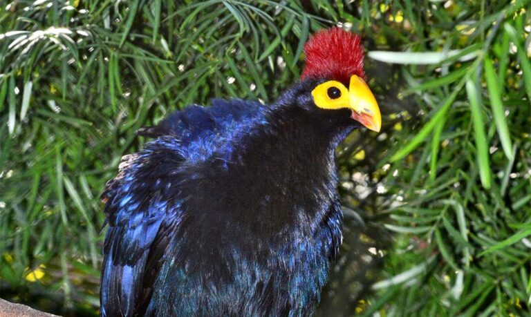 Turaco - Los Angeles Zoo and Botanical Gardens