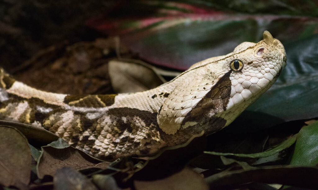 Reptiles - Los Angeles Zoo and Botanical Gardens