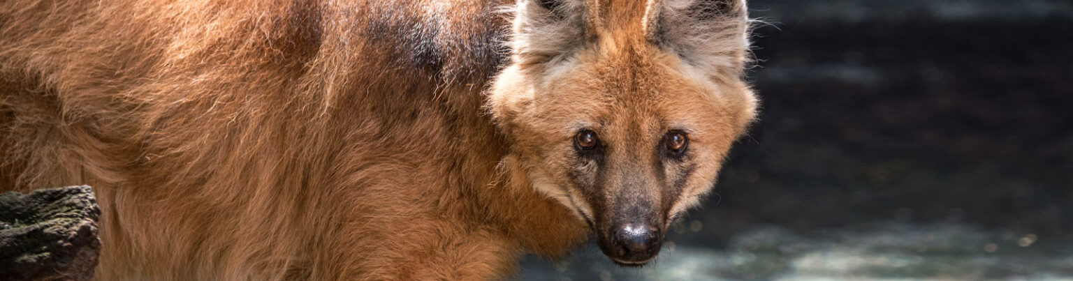Maned Wolf - Los Angeles Zoo and Botanical Gardens