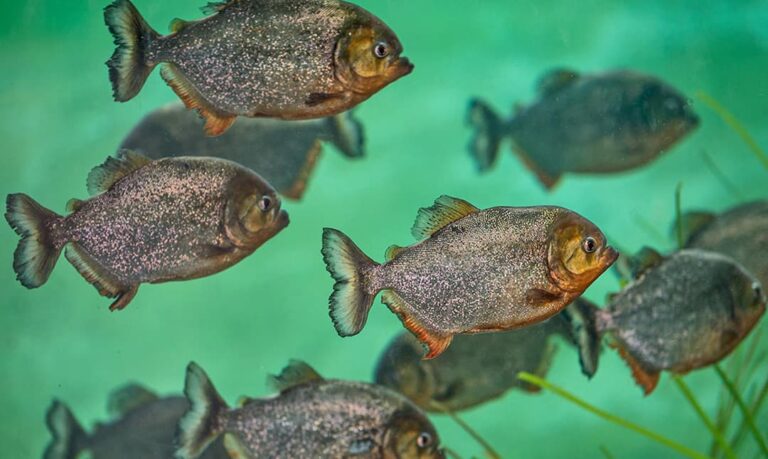 Red-Bellied Piranha - Los Angeles Zoo and Botanical Gardens