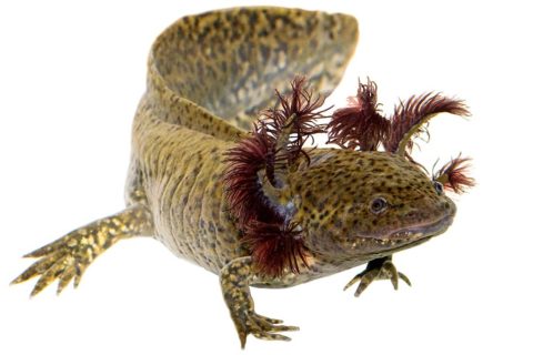 Axolotl | Los Angeles Zoo and Botanical Gardens (LA Zoo)