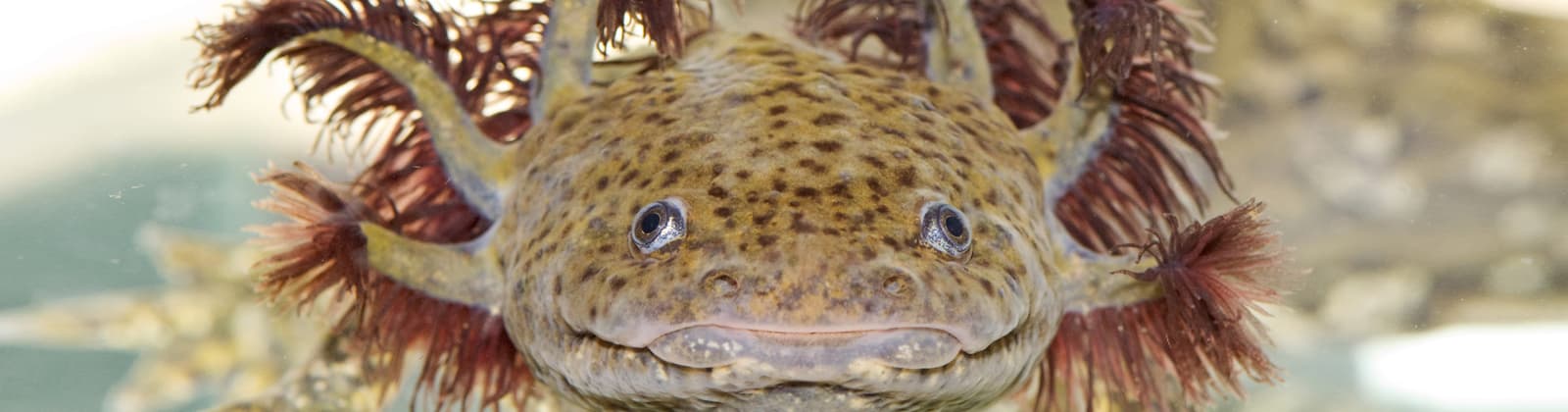 Axolotl | Los Angeles Zoo and Botanical Gardens (LA Zoo)