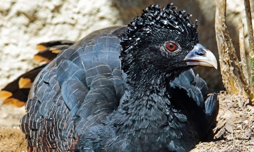 Birds - Los Angeles Zoo and Botanical Gardens