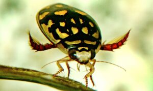 Sunburst Diving Beetle - Los Angeles Zoo and Botanical Gardens