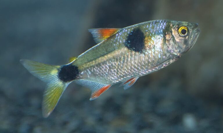 Bucktooth Tetra - Los Angeles Zoo and Botanical Gardens