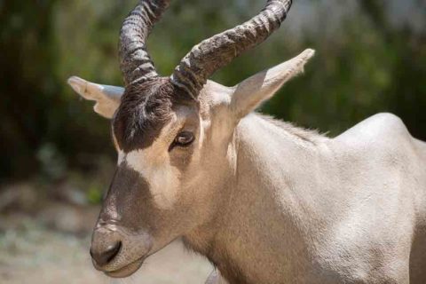 Addax - Los Angeles Zoo and Botanical Gardens (LA Zoo)