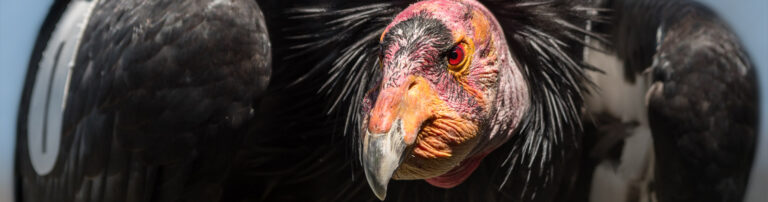 California Condor | Los Angeles Zoo and Botanical Gardens (LA Zoo)