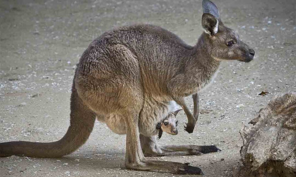 Western Gray Kangaroo - Los Angeles Zoo and Botanical Gardens