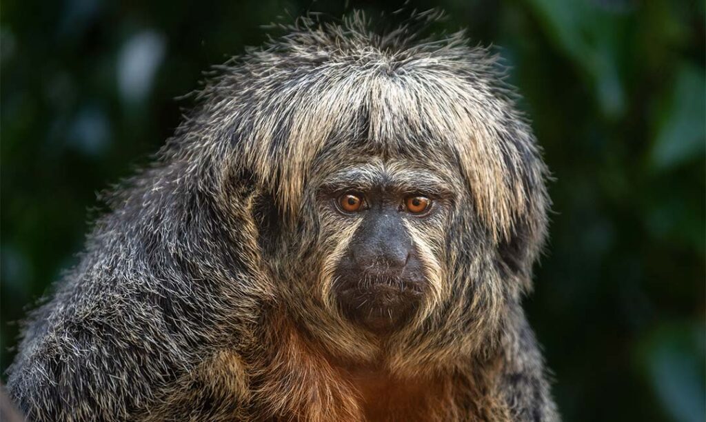 White-Faced Saki - Los Angeles Zoo and Botanical Gardens