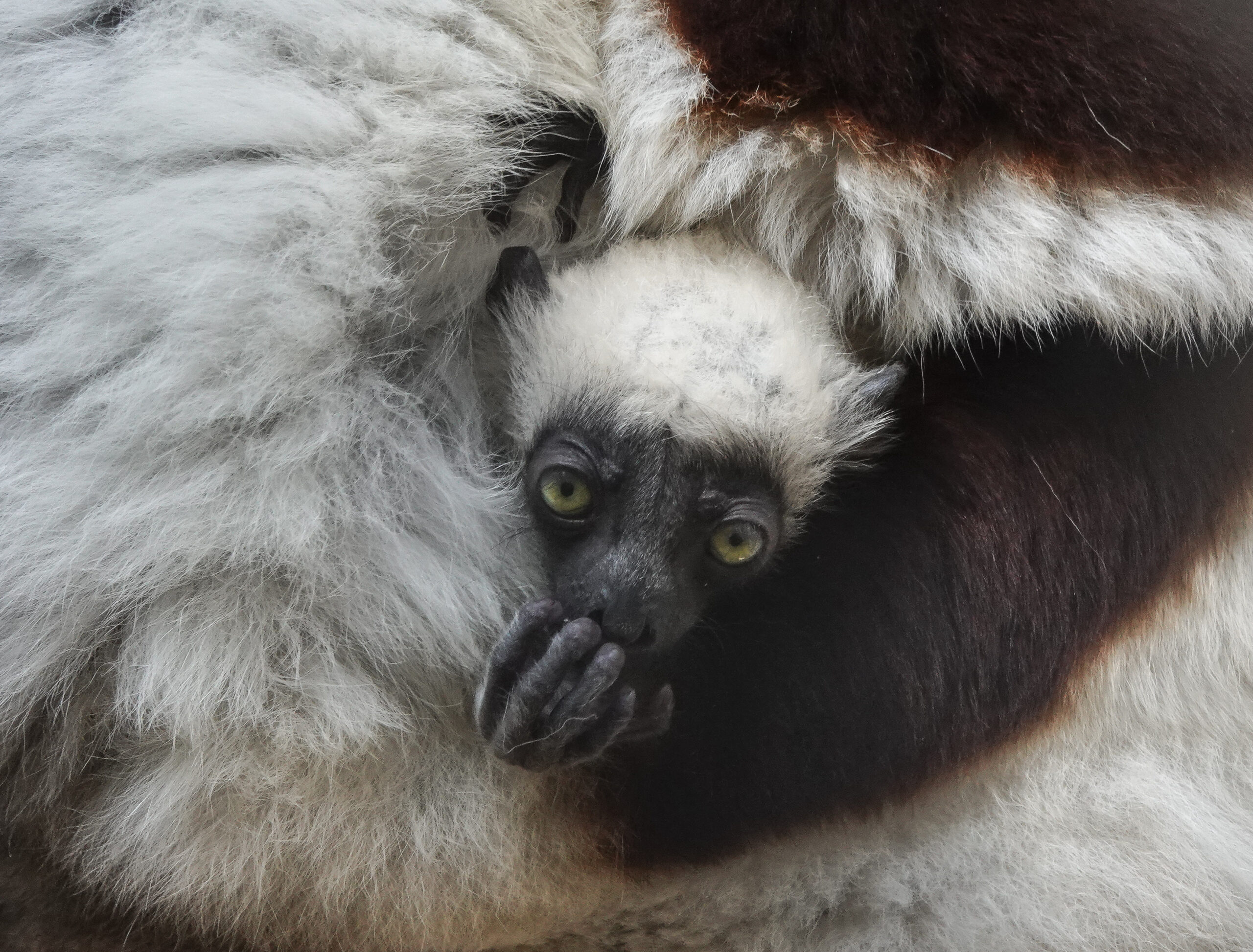 Coquerel's Sifaka - Los Angeles Zoo and Botanical Gardens