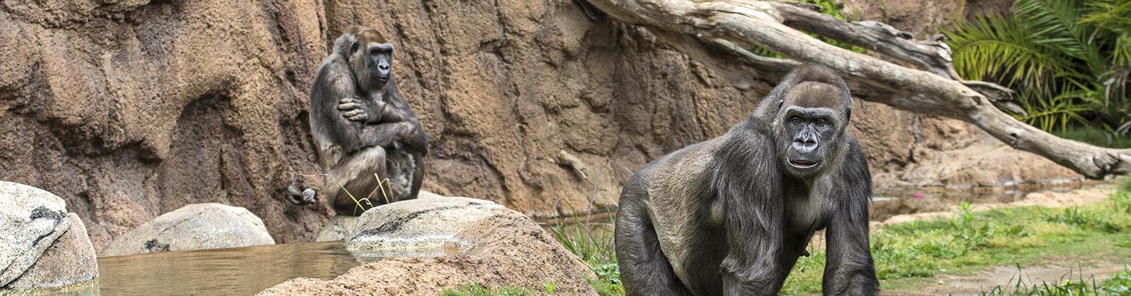 FAQs - Los Angeles Zoo and Botanical Gardens (LA Zoo)