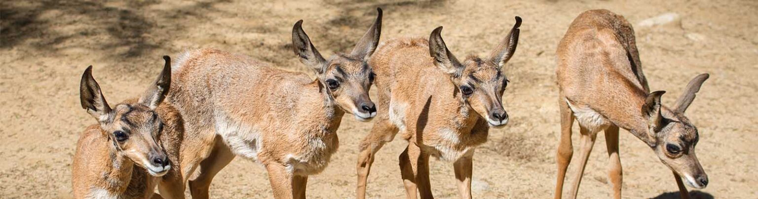 Endangered Species - Los Angeles Zoo and Botanical Gardens