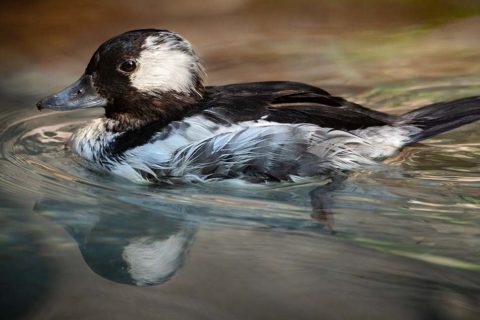 Bufflehead Duck - Los Angeles Zoo and Botanical Gardens (LA Zoo)
