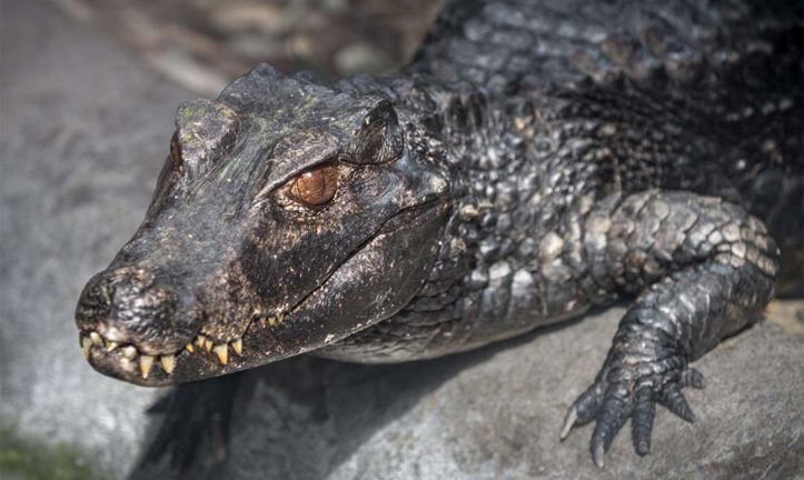 Reptiles - Los Angeles Zoo and Botanical Gardens (LA Zoo)