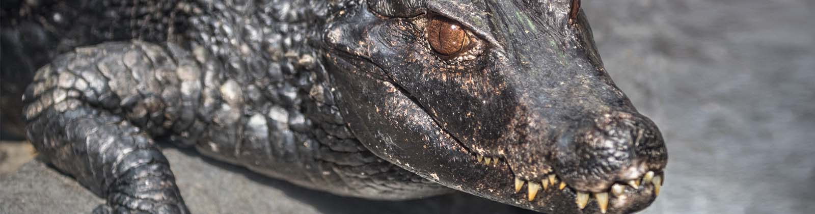 Dwarf Caiman - Los Angeles Zoo and Botanical Gardens (LA Zoo)