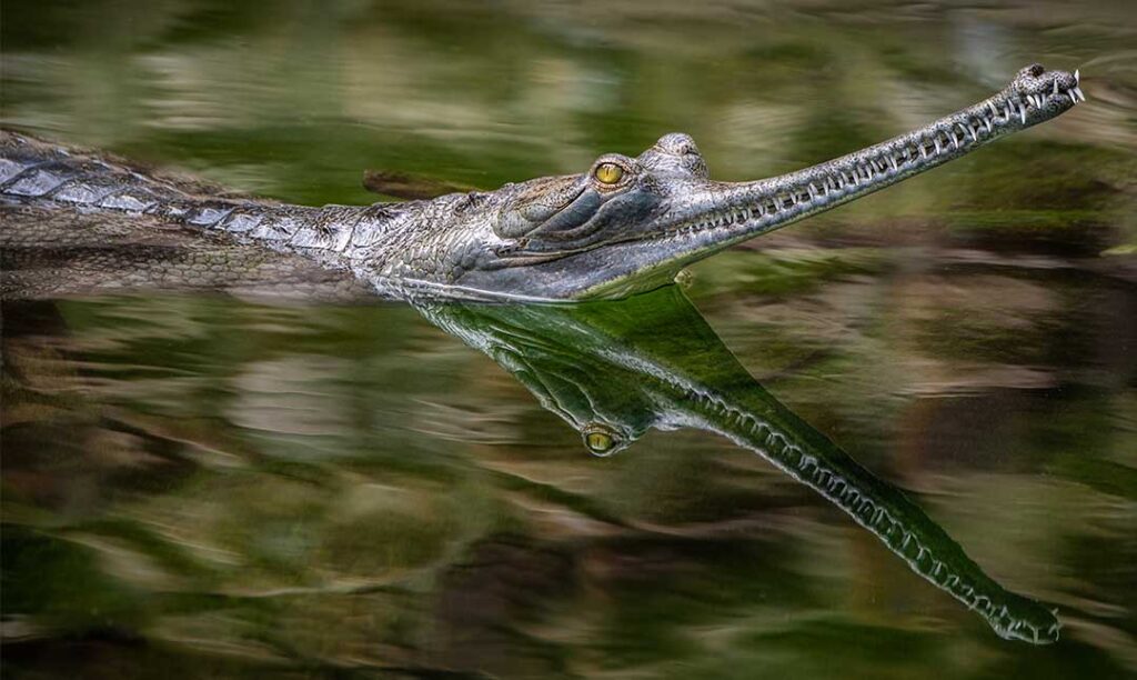 Indian Gharial - Los Angeles Zoo and Botanical Gardens
