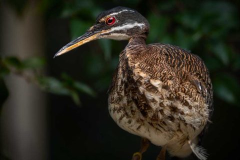 Sunbittern - Los Angeles Zoo and Botanical Gardens (LA Zoo)