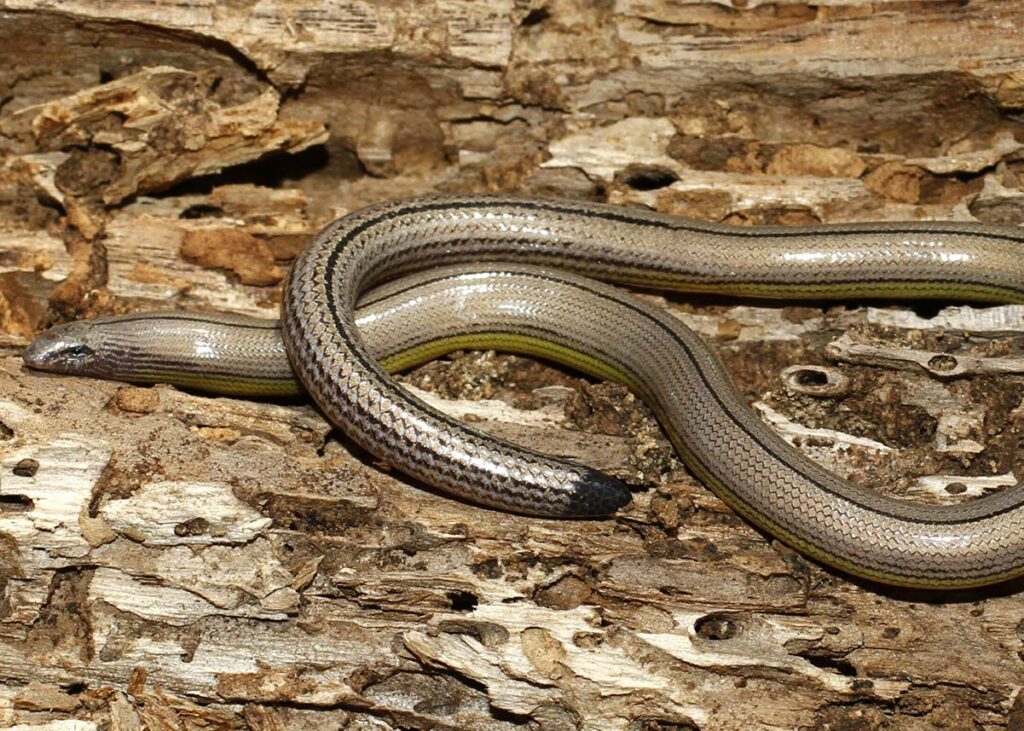 Springing Into Action - Los Angeles Zoo and Botanical Gardens (LA Zoo)