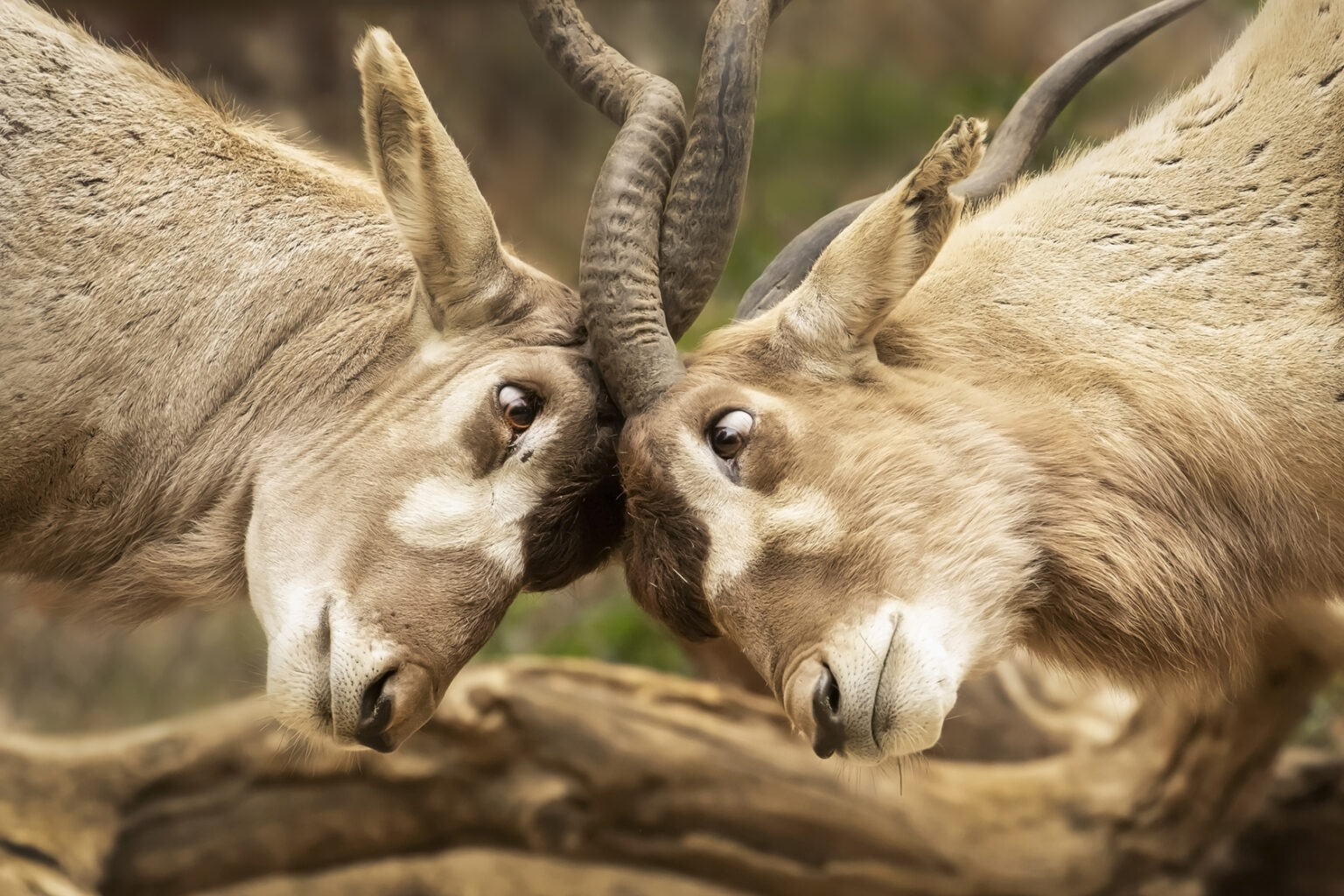 Addax - Los Angeles Zoo and Botanical Gardens