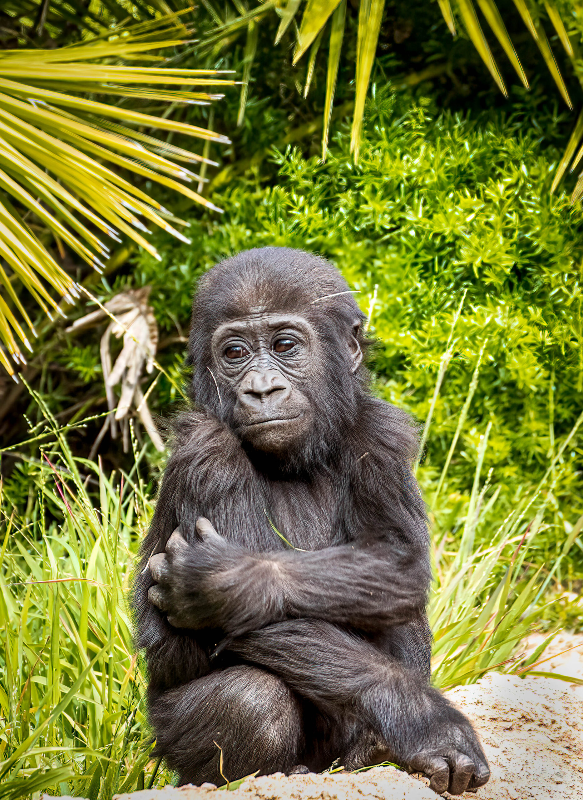 Zoo-m In, Summer 2021 - Los Angeles Zoo and Botanical Gardens