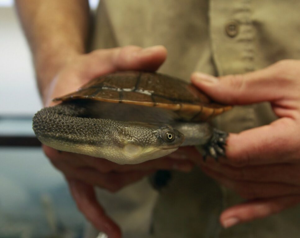 Conservation Spotlight: Turtle Talk - Los Angeles Zoo and Botanical ...