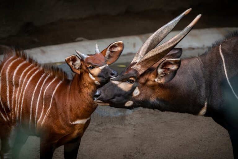 Gallery: Zoo Dads with Photographer Jamie Pham - Los Angeles Zoo and ...